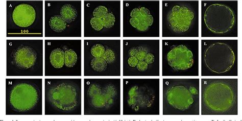 Figure 1 From Alterations In Mitochondrial Membrane Potential During Preimplantation Stages Of