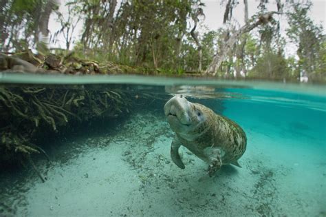 Jamaican Manatee