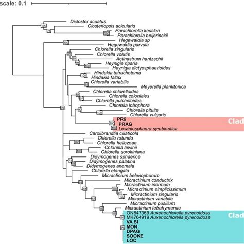 Molecular Phylogeny Of Chlorellaceae Based On The Concatenated Aligned