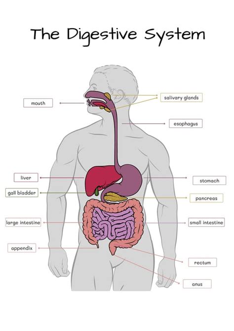 Free Editable Printable Anatomy Poster Templates Canva