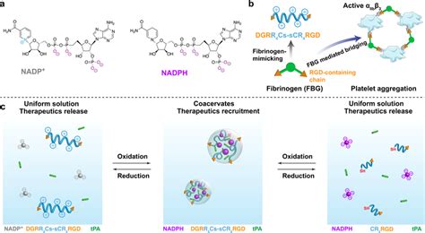 Schematic Illustration Of The Redox Active Coacervate Droplets That Download Scientific Diagram