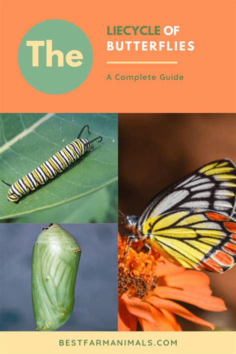 What Is The Life Cycle Of A Butterfly