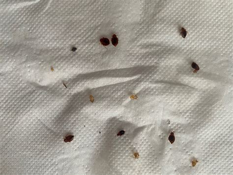 Сайн байцгаана ууМАНАЙ хор Жоом Бясаа Шавьж устгал