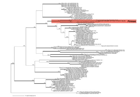 Bayesian Phylogenetic Analysis Based On The ITS Sequences Of Hygrocybe Download Scientific