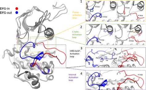 Structural Differences Between The Dfg In And Dfg Out Conformations Of
