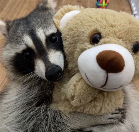 Raccoon Pfp