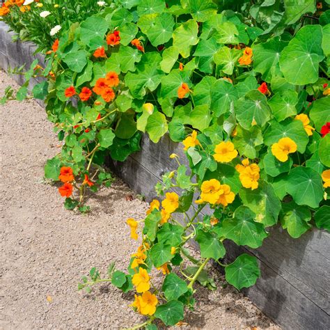 When To Plant Nasturtium Seeds Ideal Home