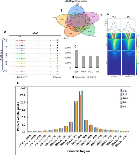 Profiling Of Open Accessible Chromatin Regions During Npc Maturation Download Scientific