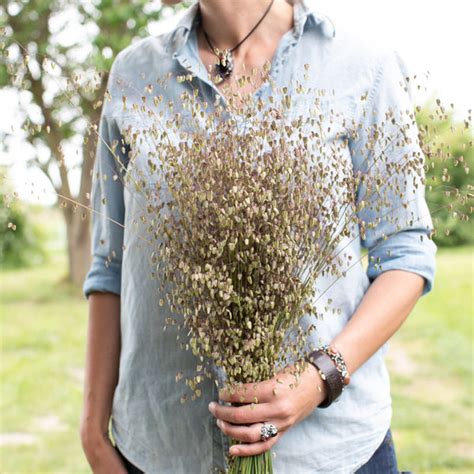 Ornamental Grass Quaking Grass Floret Library