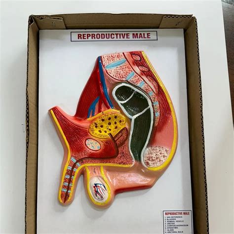 Plastic Male Reproductive System Model At ₹ 225piece In New Delhi Id