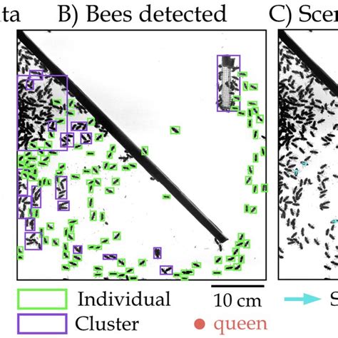 Bee Detection And Scenting Recognition A Training Data Examples For