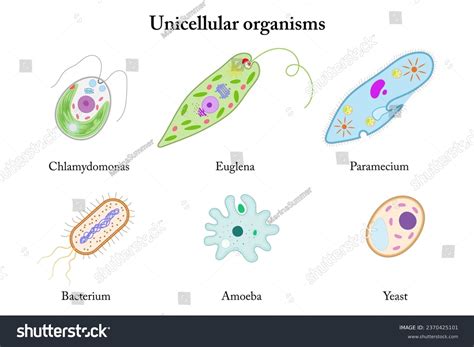 List Unicellular Organisms Examples