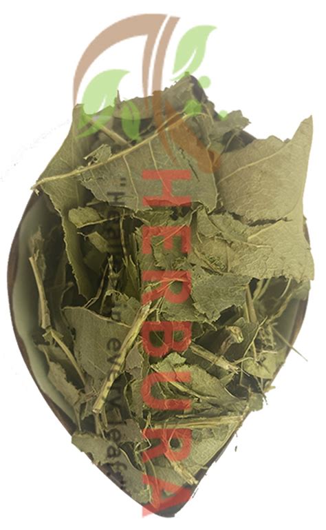 Mango Leaf Tea Antioxidants Diabetes Support And Skin Health Herbura