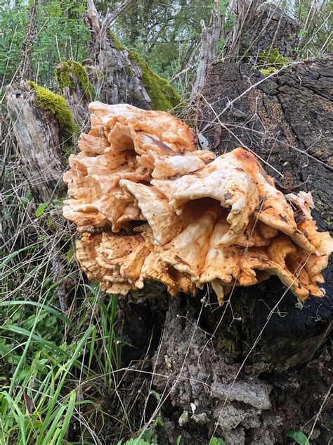 Fungi Vital For Trees And Arborists AWA Trees