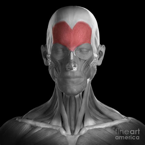 Occipitofrontalis Photograph By Science Picture Co Pixels