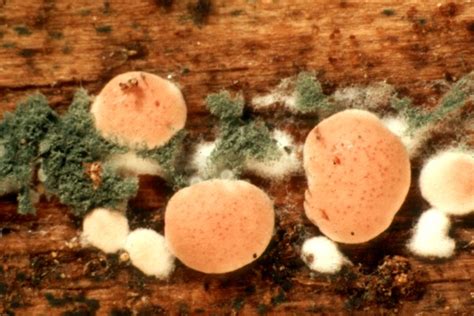Hypocrea