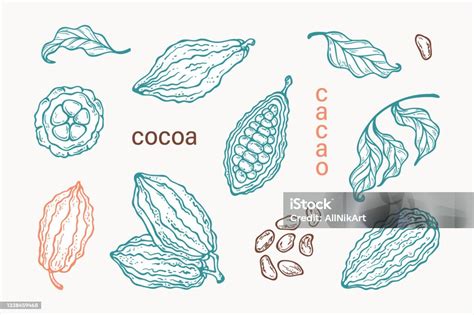 코코아 콩과 잎 벡터 세트 카카오 포드 원시 과일 손으로 그린 그림 화이트 필 컬러 개체 그룹에 대한 스톡 벡터 아트 및 기타 이미지 개체 그룹 건강한 식생활 견과