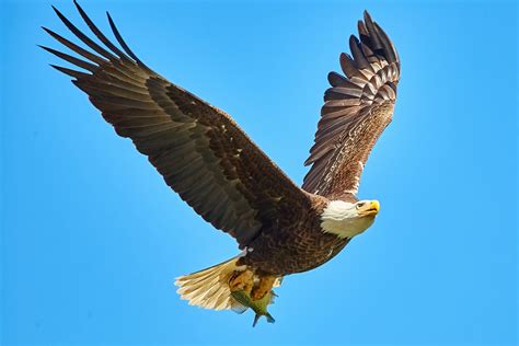 500 Eagle Pictures Download Free Images On Unsplash