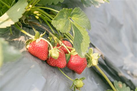 딸기 사진 무료 다운로드 Lovepik 딸기 사진 무료 다운로드 Lovepik