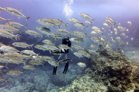 Coral Reef Monitoring In The Pacific Noaa Fisheries