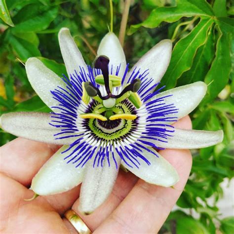 Breeding Hardy Passion Fruit