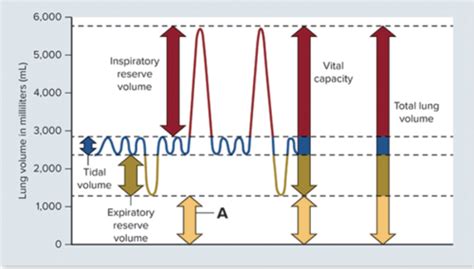 Exam 2 Fp Flashcards Quizlet