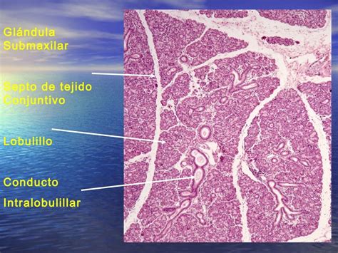 Histologia Do Sistema Digestorio Braincp