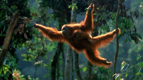 Orangutans Diet Facts