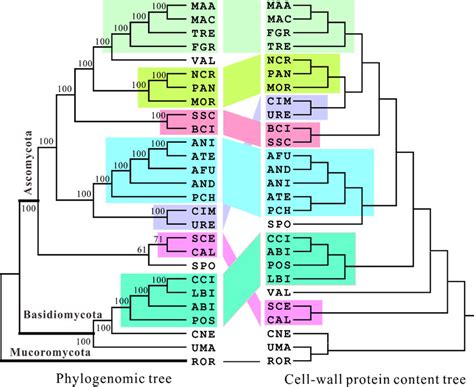 Cophylogenetic Analysis Of Sequence Left And Cell Wall Download