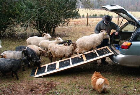 How To Build A Cattle Loading Ramp at Sean Swick blog