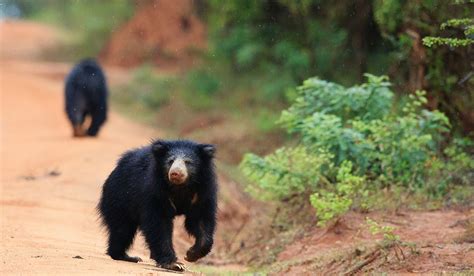 Wildlife And National Parks In Sri Lanka Sle