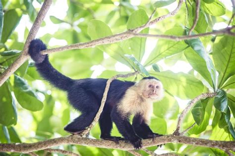 86000 Capuchin Monkey Pictures