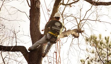 Prepare Your Trees For The Fall Season Grandiflora Services
