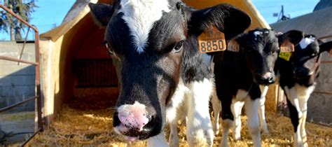 Divence® Penta Hipra