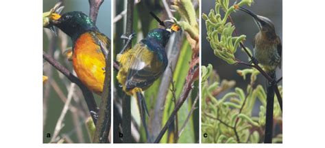 A Native Nectarivorous Birds Such As The Orangebreasted Sunbird Are