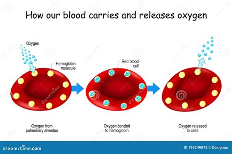 Oxygenated Hemoglobin