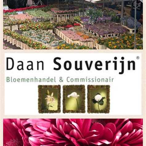 Alles Staat Klaar Bloemen Kerststukken Amaryllissen En Nog Veel