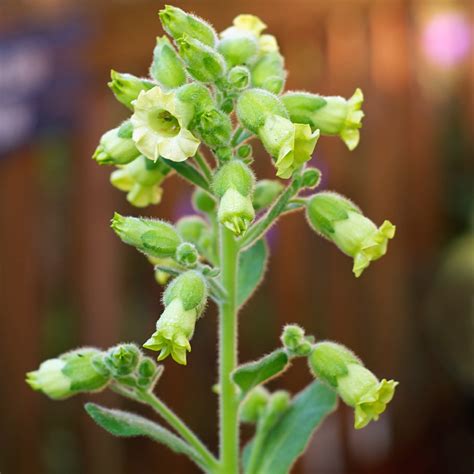 담배 Nicotiana Rustica Picturethis