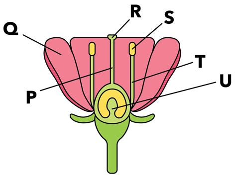 Adaptations How Is A Flower Adapted For Reproduction Primary Babe Science Tuition The