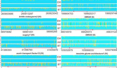 Genomic Evidence Of Partial Domestication In Ancient Tehuacán Maize
