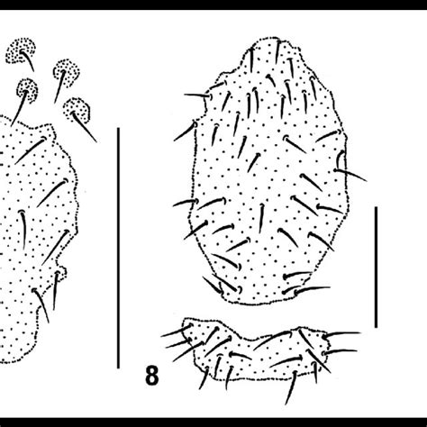 Sclerotization On The Abdominal Venter Of Metopina Males 7 M