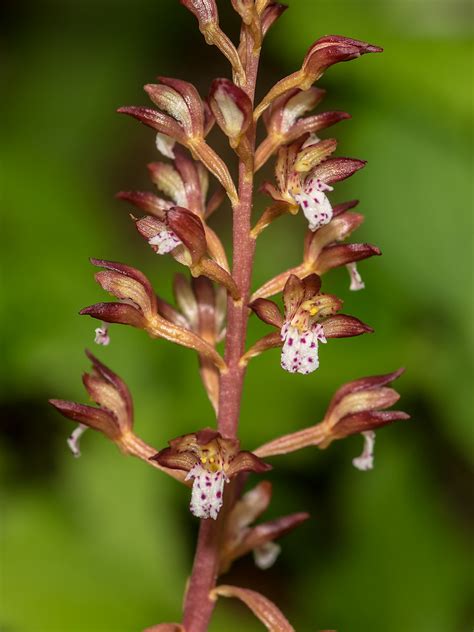 Corallorhiza Maculata Var Maculata Spotted Coralroot Orc Flickr