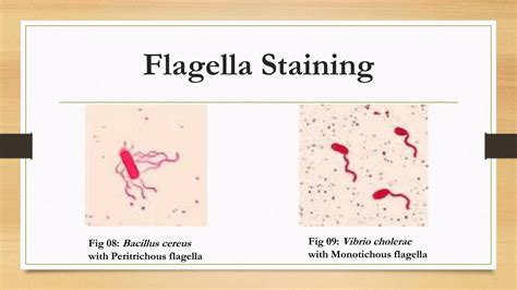 Gram Staining And Structural Staining Pptx Chemistry Science