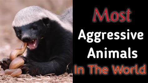 10 Most Aggressive Animals In The World Youtube