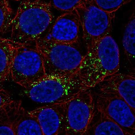 Vgf Antibody