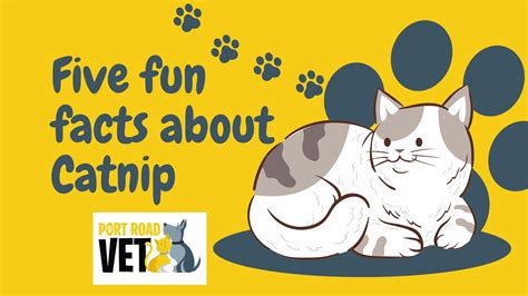 Port Road Vet Clinic Five Fun Facts About Catnip 🐈the Chemical Compound In Catnip Is Called