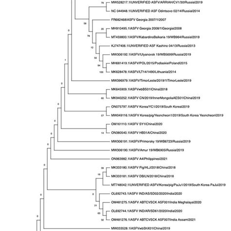 figure e maximum likelihood analysis of ff complete coding sequences of