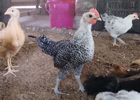 দেশি মুরগি ফাউমি মুরগি টাইগার মুরগির ক্রয় বিক্রয় এবং চিকিৎসা