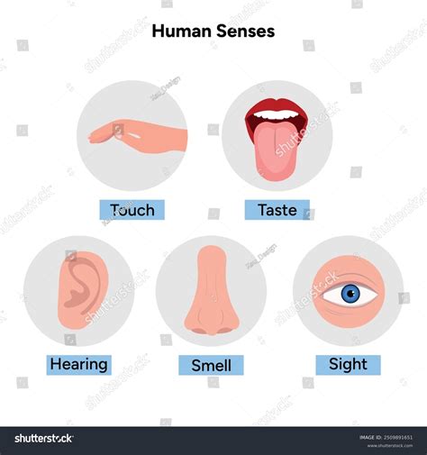 Five Senses Human Organs Medical Illustration Stock Vector Royalty