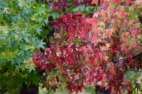 Liquidambar Styraciflua Commonly Called Sweetgum Is Famed For Its